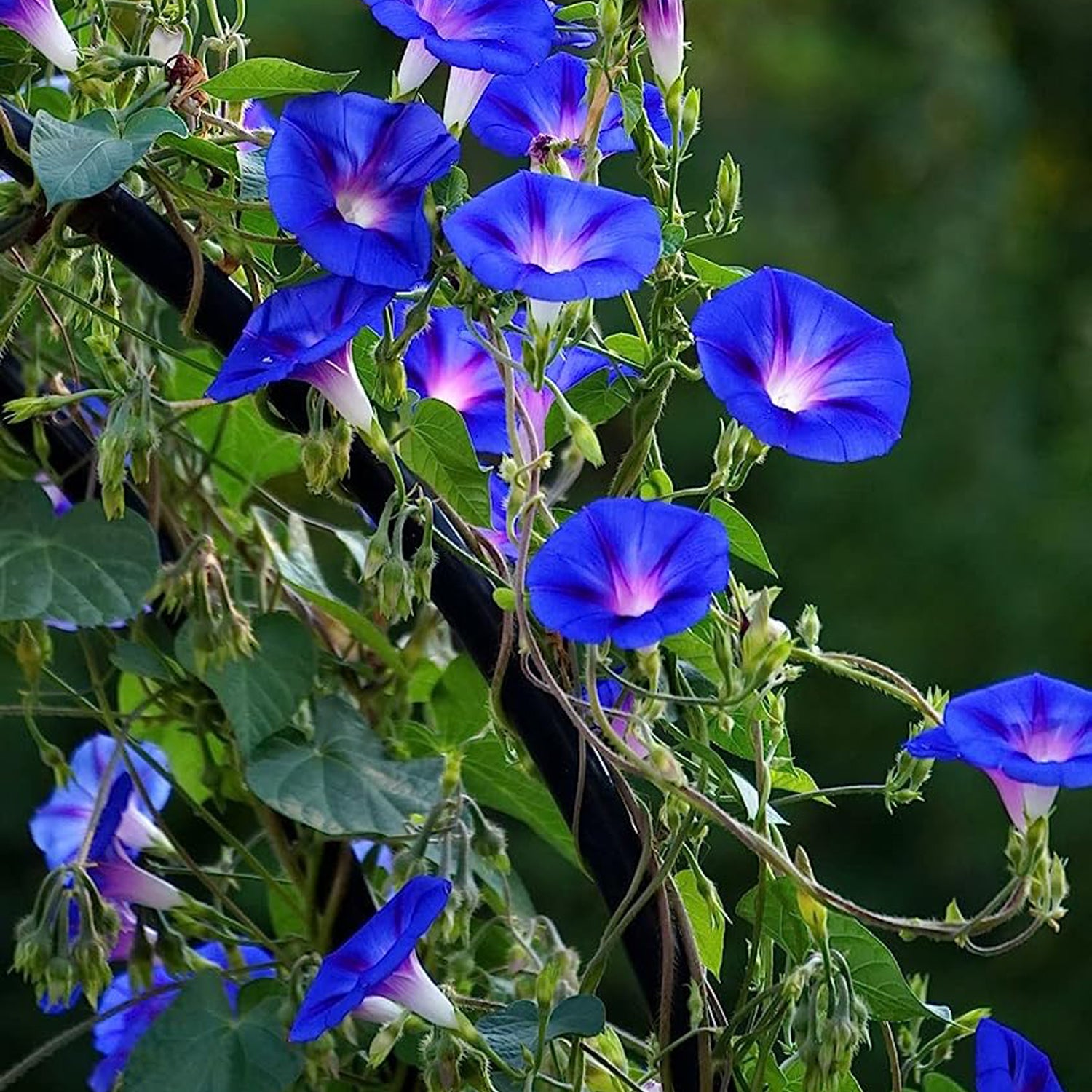 4 Flowering Vines Variety Pack