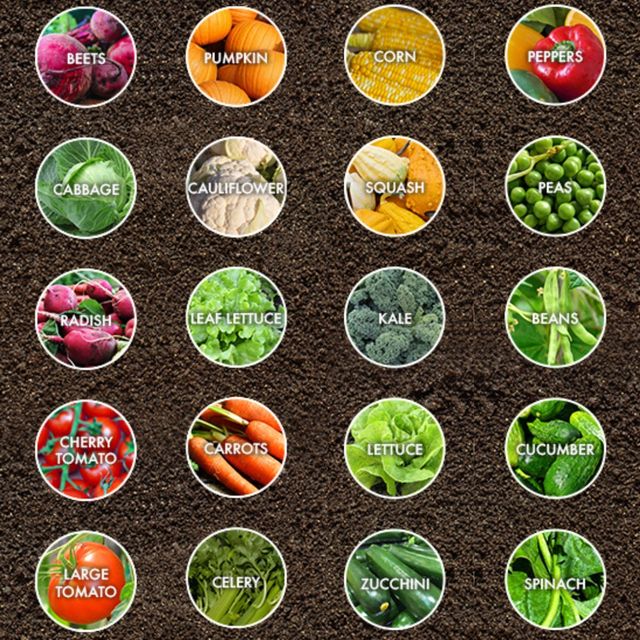 20‑Variety Heirloom Vegetable Seed Pack – Great Value for Home & Garde