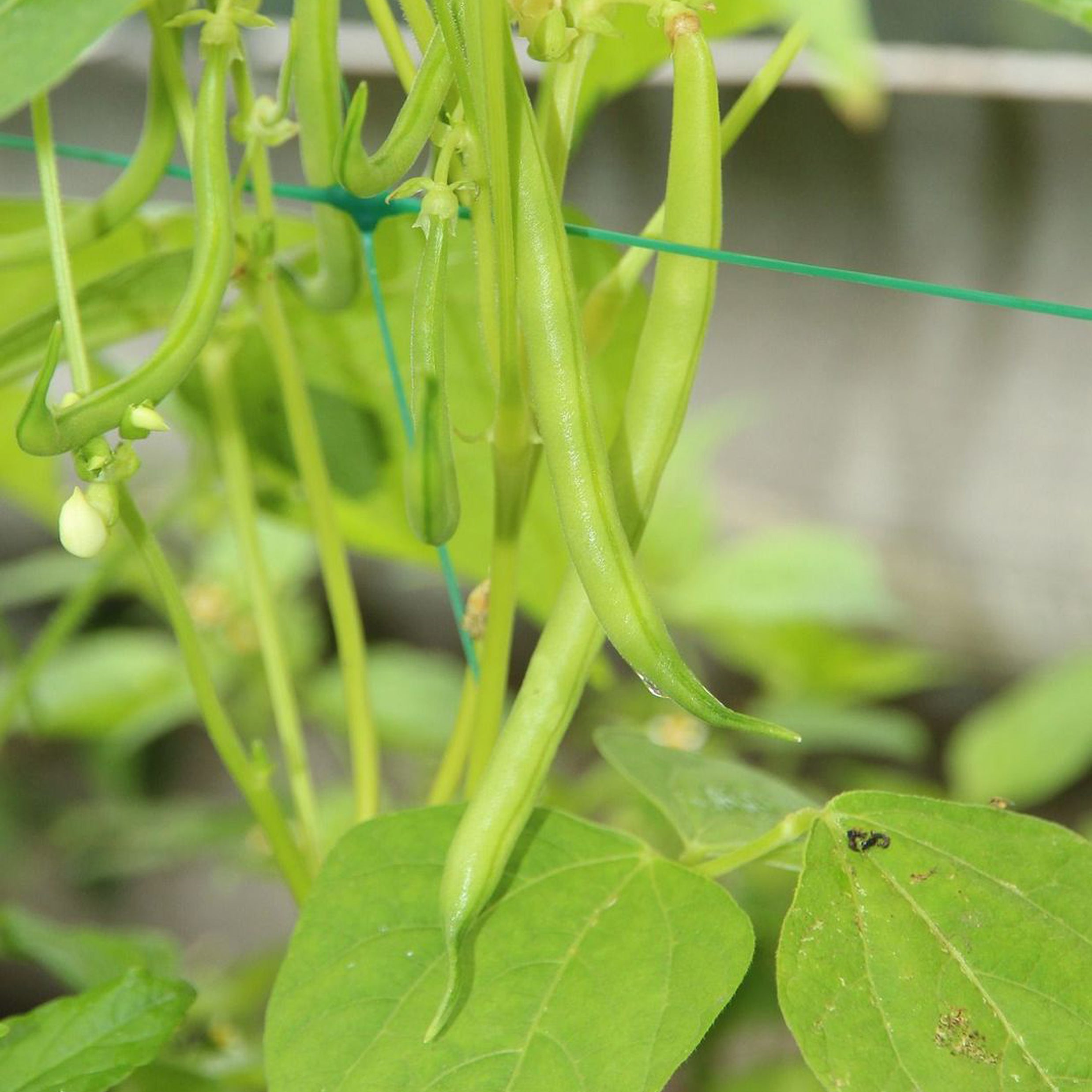 Survival Beans - Provider Bush Bean – 160g, 500seeds