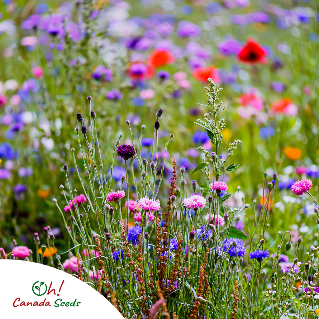 Canadian Wildflower Seed Mix - 19 Annual & Perennial Varieties