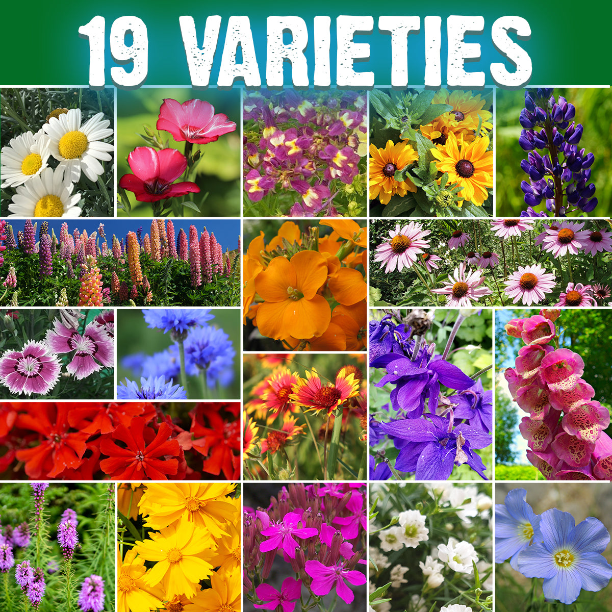 Canadian Wildflower Seed Mix - 19 Annual & Perennial Varieties
